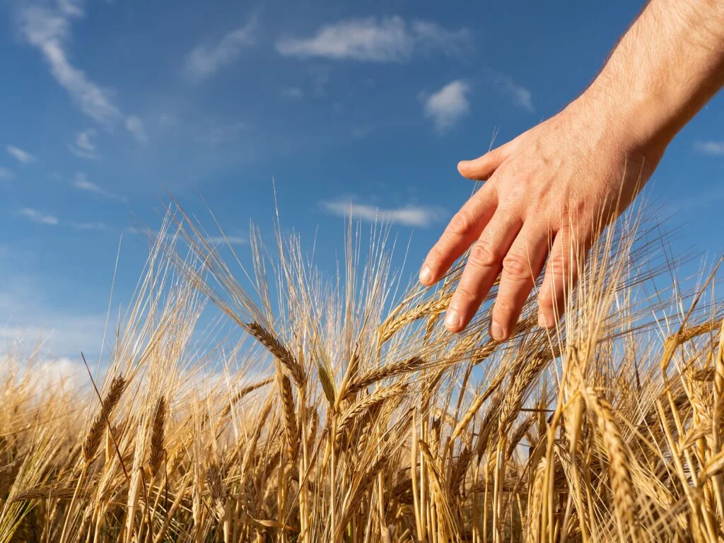 Wise Wheat - Allied Pinnacle