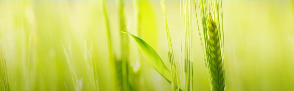 Sustainability - Allied Pinnacle